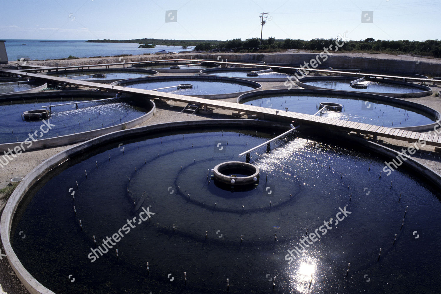Conch Farm On Providenciales Only Conch Editorial Stock Photo - Stock ...