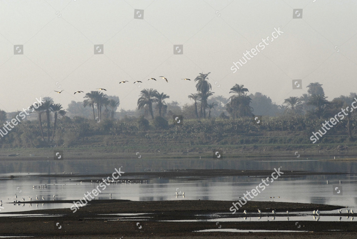 Nile Cruise On Nile River Birds Editorial Stock Photo - Stock Image ...
