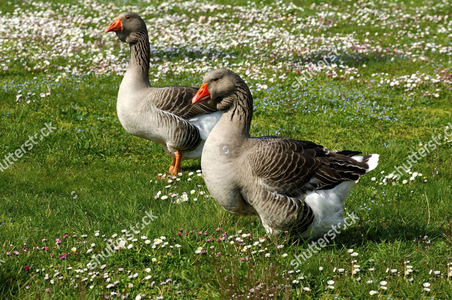 Toulouse Goose Dewlap Editorial Stock Photo - Stock Image | Shutterstock