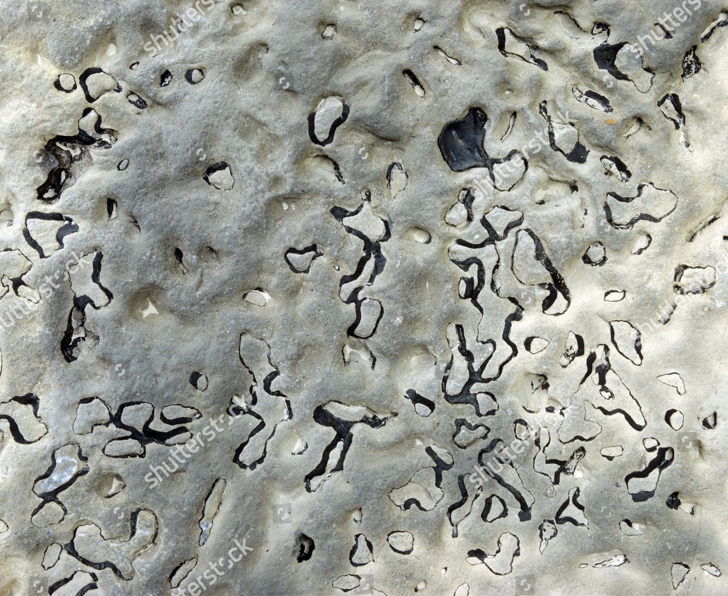 Black Algae Rock Editorial Stock Photo - Stock Image | Shutterstock