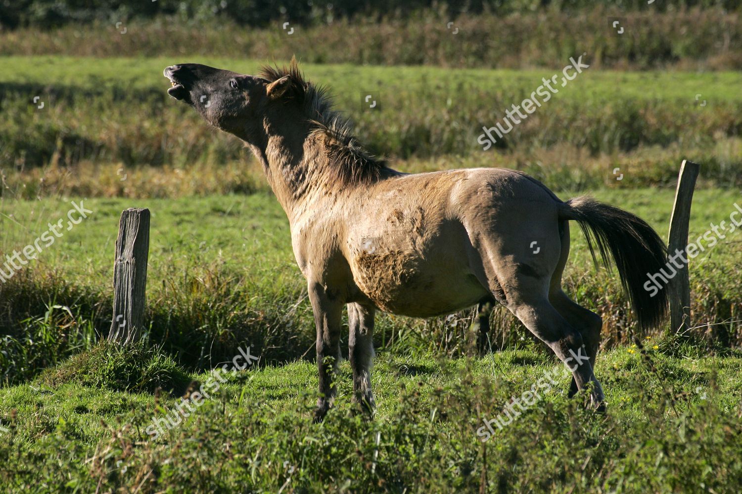 Konik Horse Konik Stallion Behaviour Equus Editorial Stock Photo ...