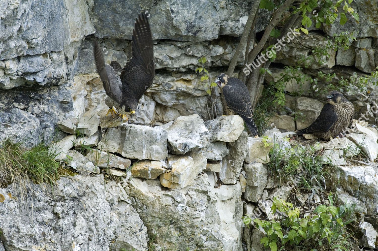 Peregrine Falcons Adult Two Fledglings Eyrie Editorial Stock Photo ...