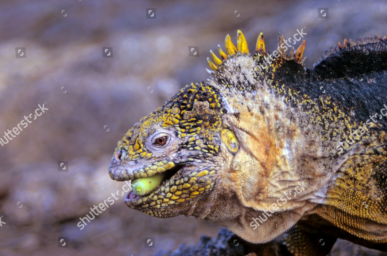 Land Iguana Conolophus Subcristatus Eating Fruit Editorial Stock Photo ...