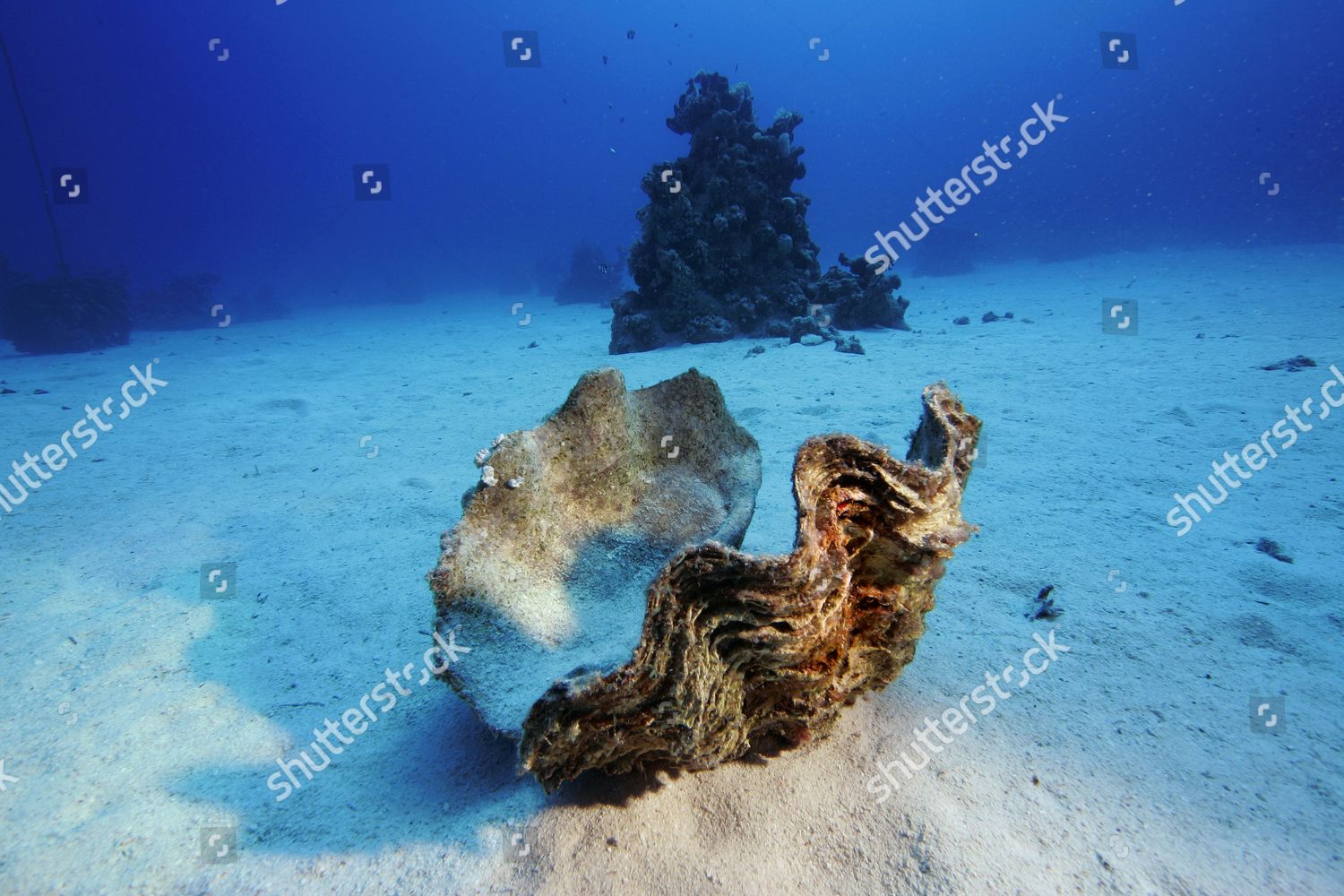 Dead Giant Clam Killer Clam Tridacna Editorial Stock Photo - Stock ...