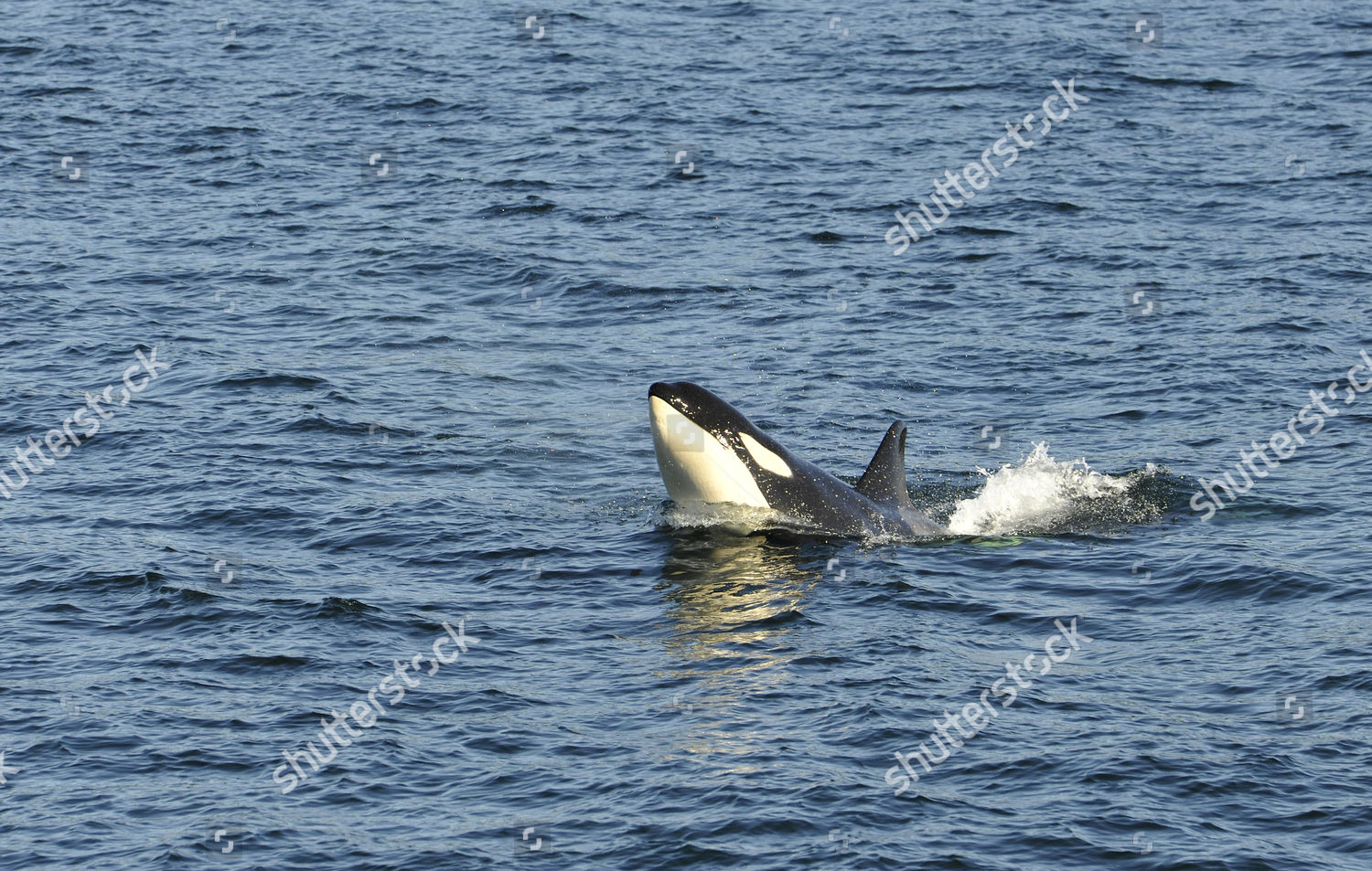 Jumping Killer Whales Orcas Orcinus Orca Editorial Stock Photo - Stock ...