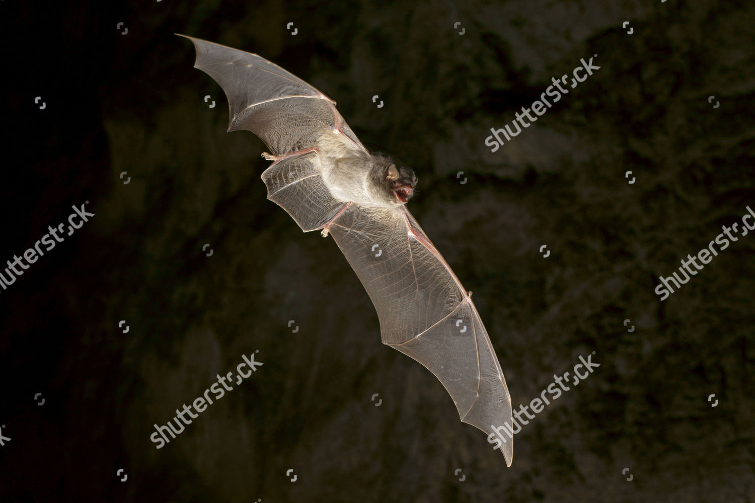 Common Bentwing Bat Schreibers Longfingered Bat Editorial Stock Photo ...