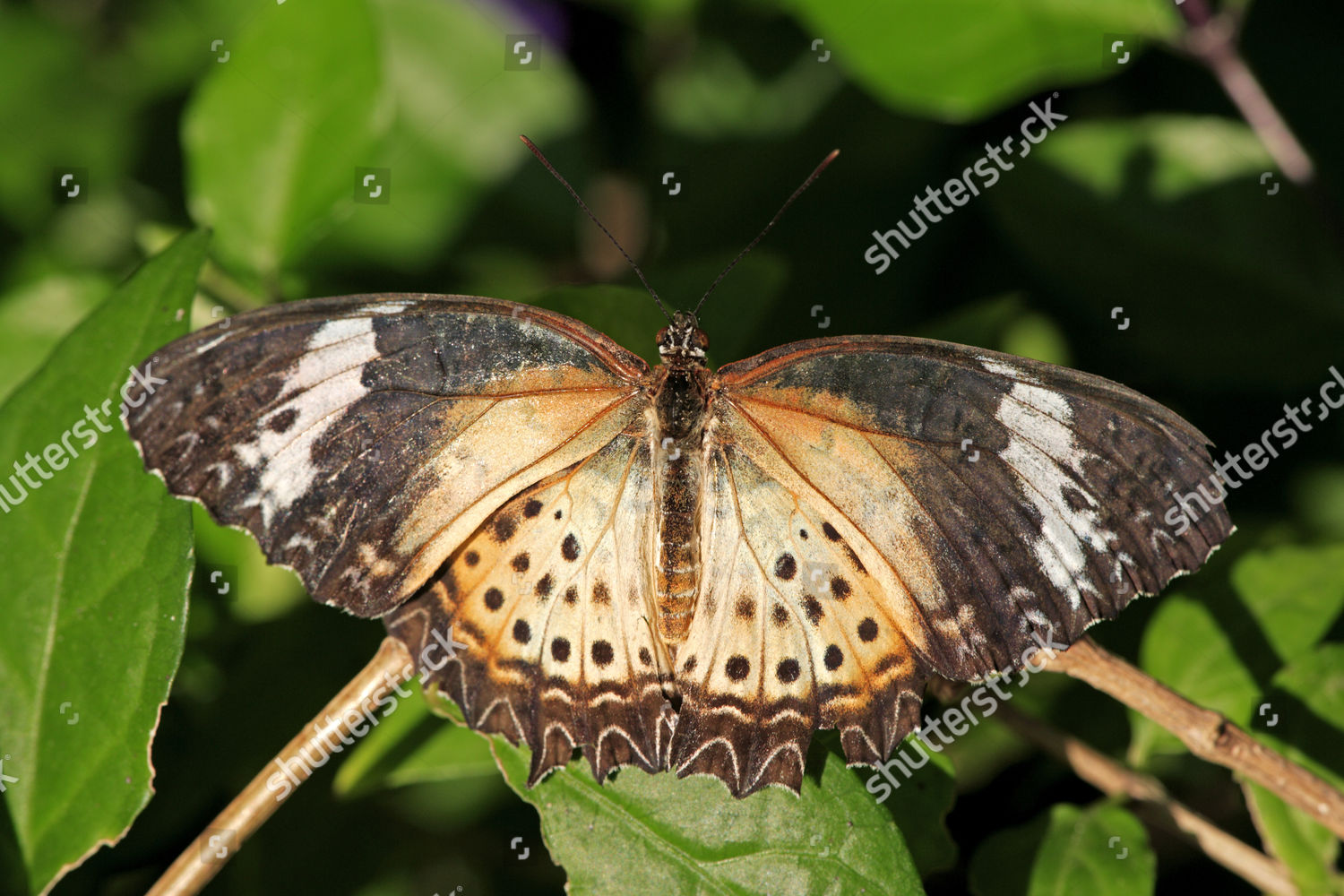 Leopard Lacewing Butterfly Cethosia Cyane Imago Editorial Stock Photo ...
