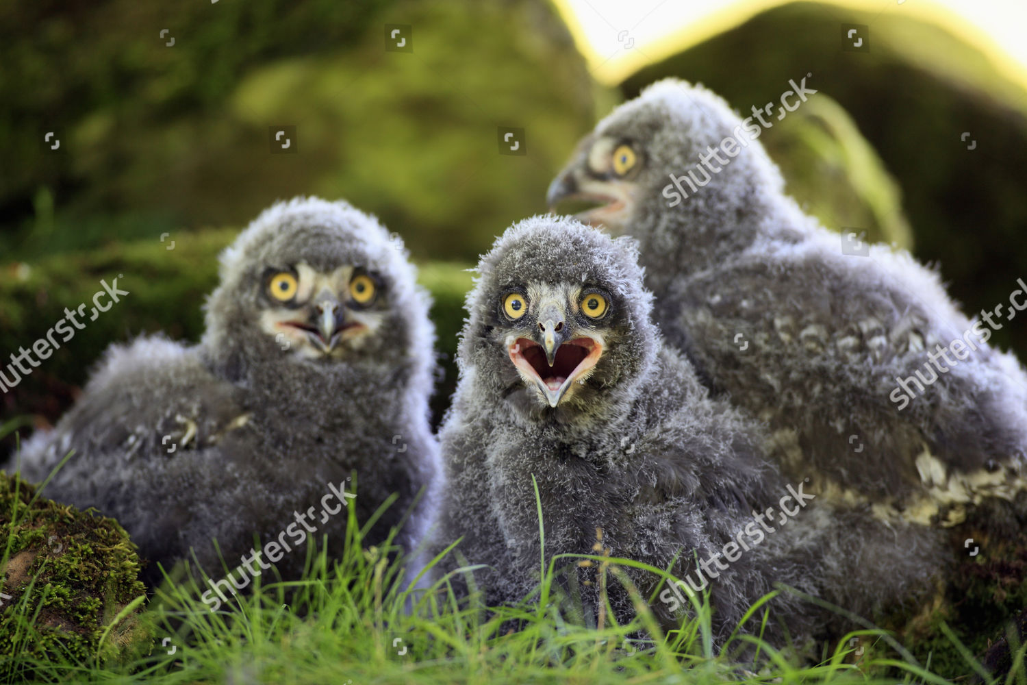 Snowy Owls Nyctea Scandiaca Three Fledglings Editorial Stock Photo ...