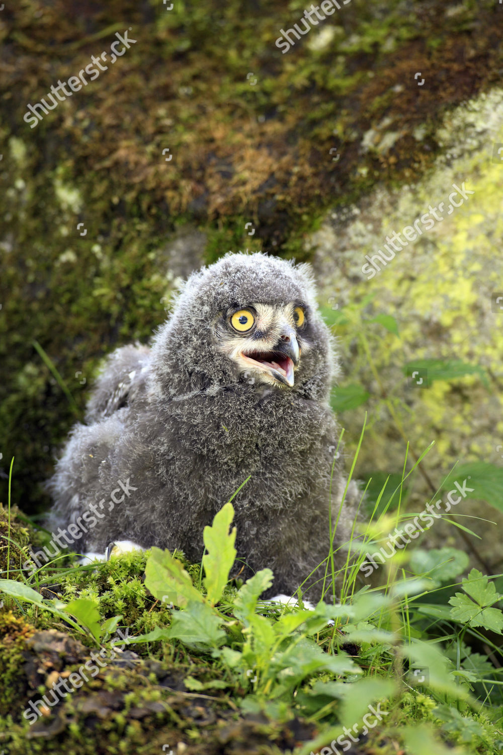 Snowy Owls Nyctea Scandiaca Fledgling Calling Editorial Stock Photo ...