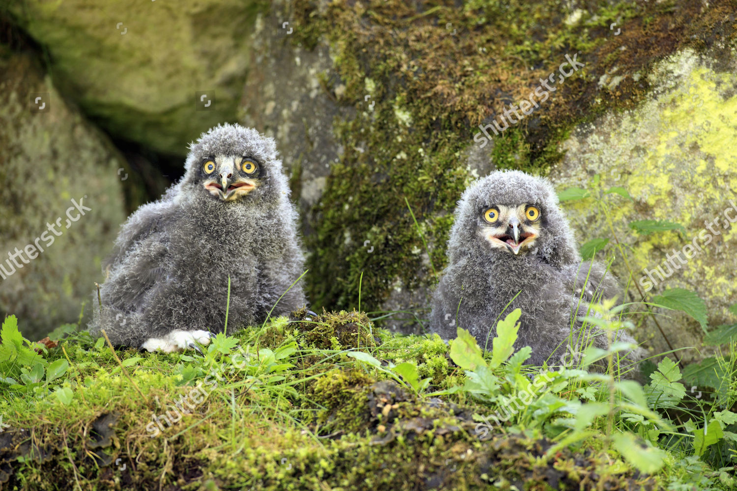 Snowy Owls Nyctea Scandiaca Two Fledglings Editorial Stock Photo ...