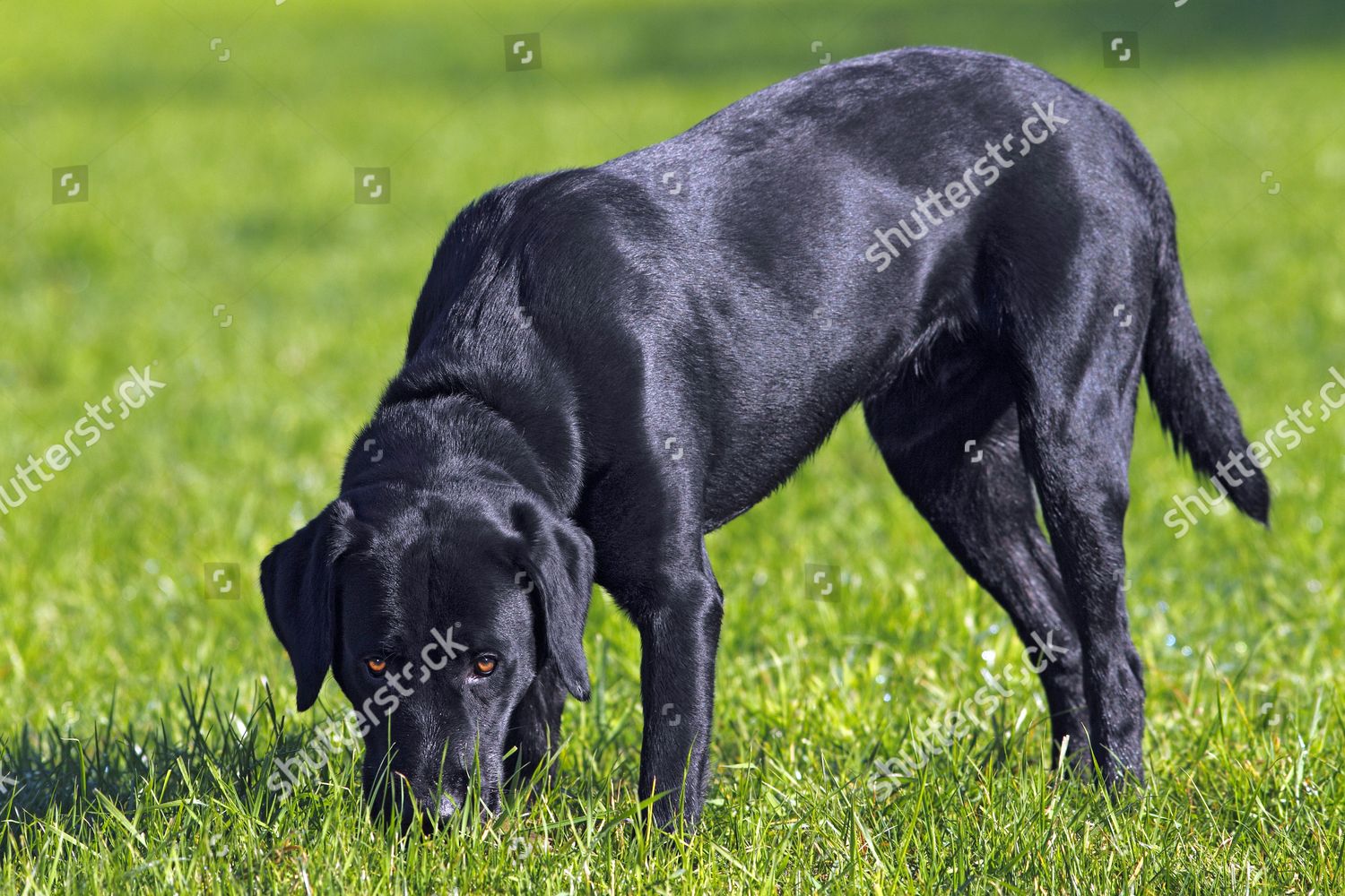 Black Labrador Retriever Dog Male Sniffing Editorial Stock Photo ...
