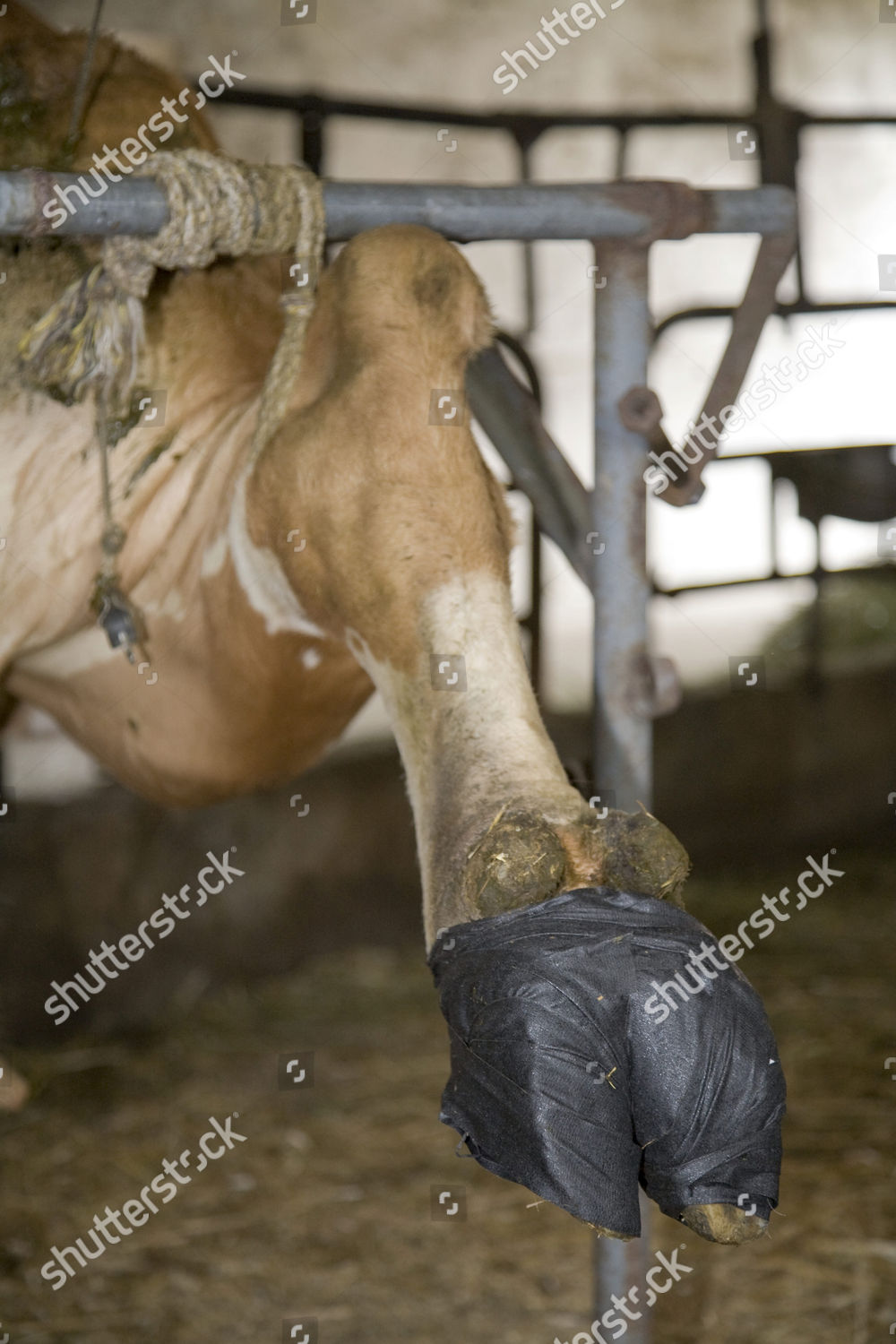 Injured Hoof Cow Editorial Stock Photo - Stock Image | Shutterstock