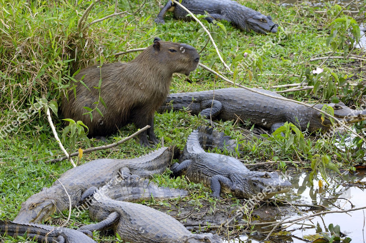 Capibara Hydorchaeris Hydrochaeris Between Caimans Caiman Editorial ...
