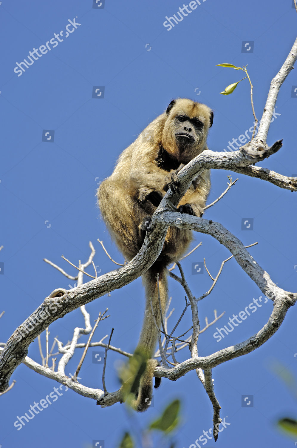 Howler Monkey Alouatta Caraya Female Pantanal Editorial Stock Photo ...
