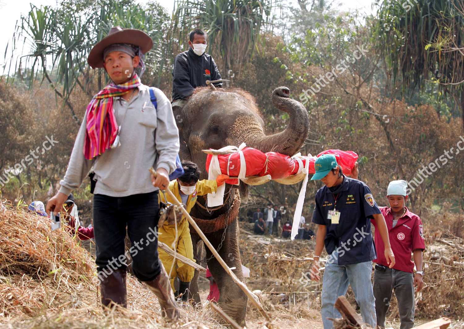 Handsome Boy Elephant Carrying 12 Year Editorial Stock Photo - Stock ...