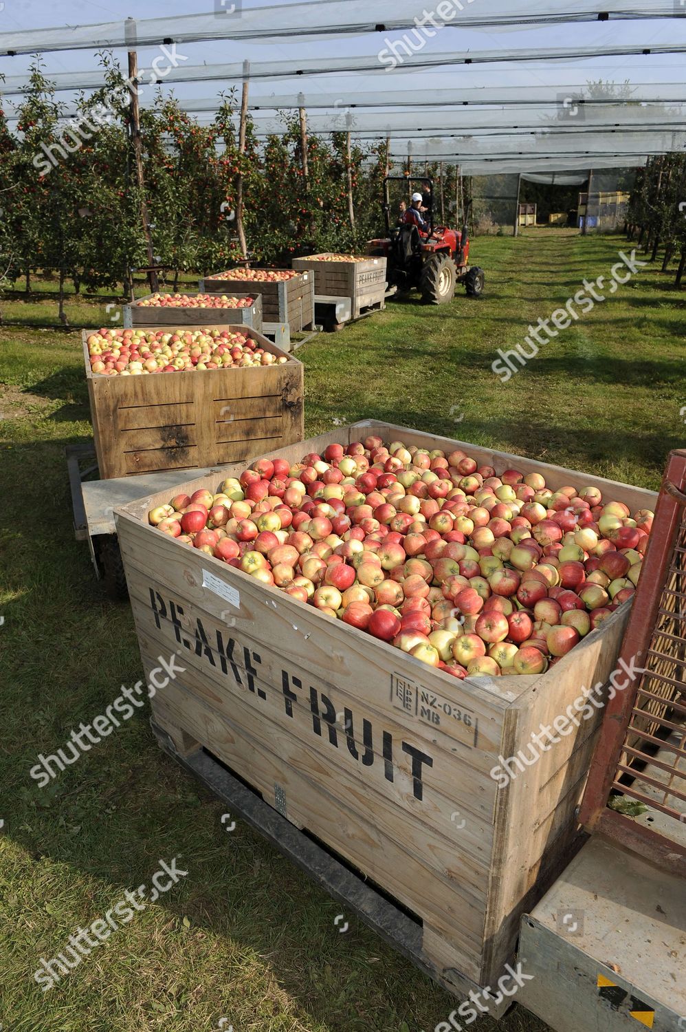 Apples After Being Picked Peake Fruit Editorial Stock Photo - Stock ...
