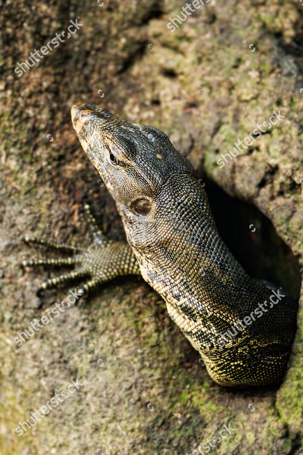 Malayan Water Monitor Lizard Varanus Salvator Editorial Stock Photo ...