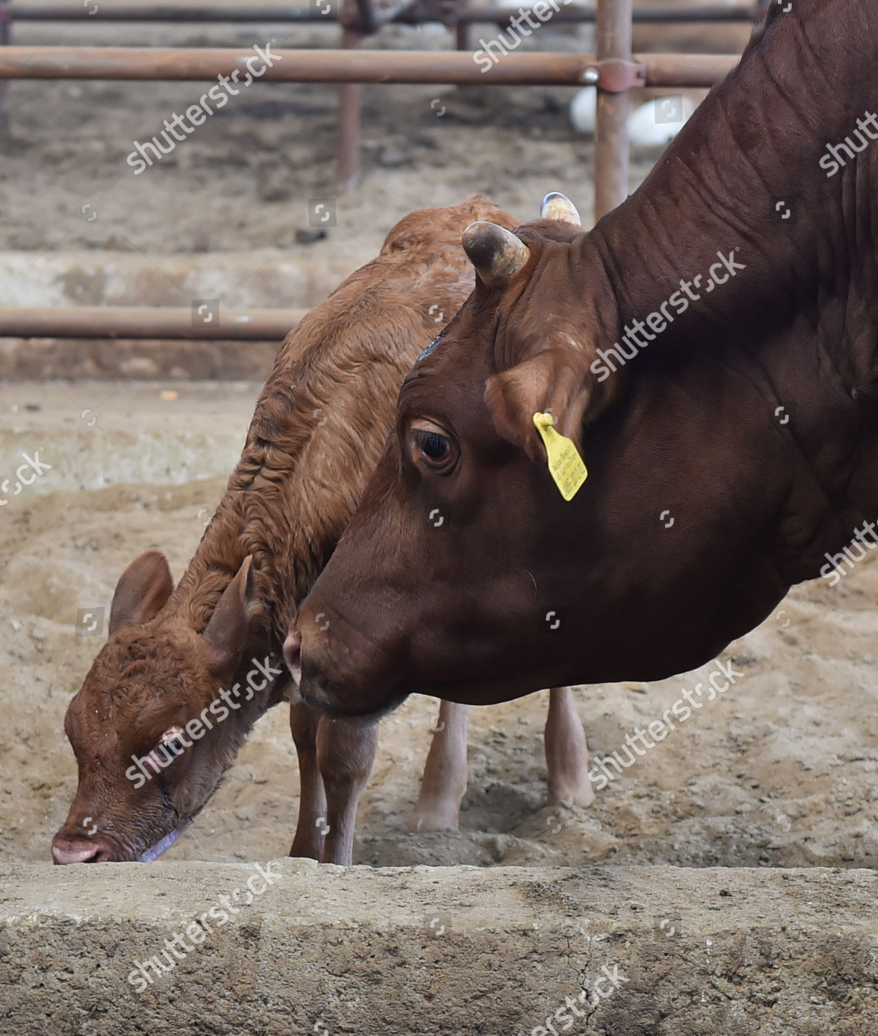 Cloned Genetically Modified Cow Niu Niu Editorial Stock Photo - Stock ...