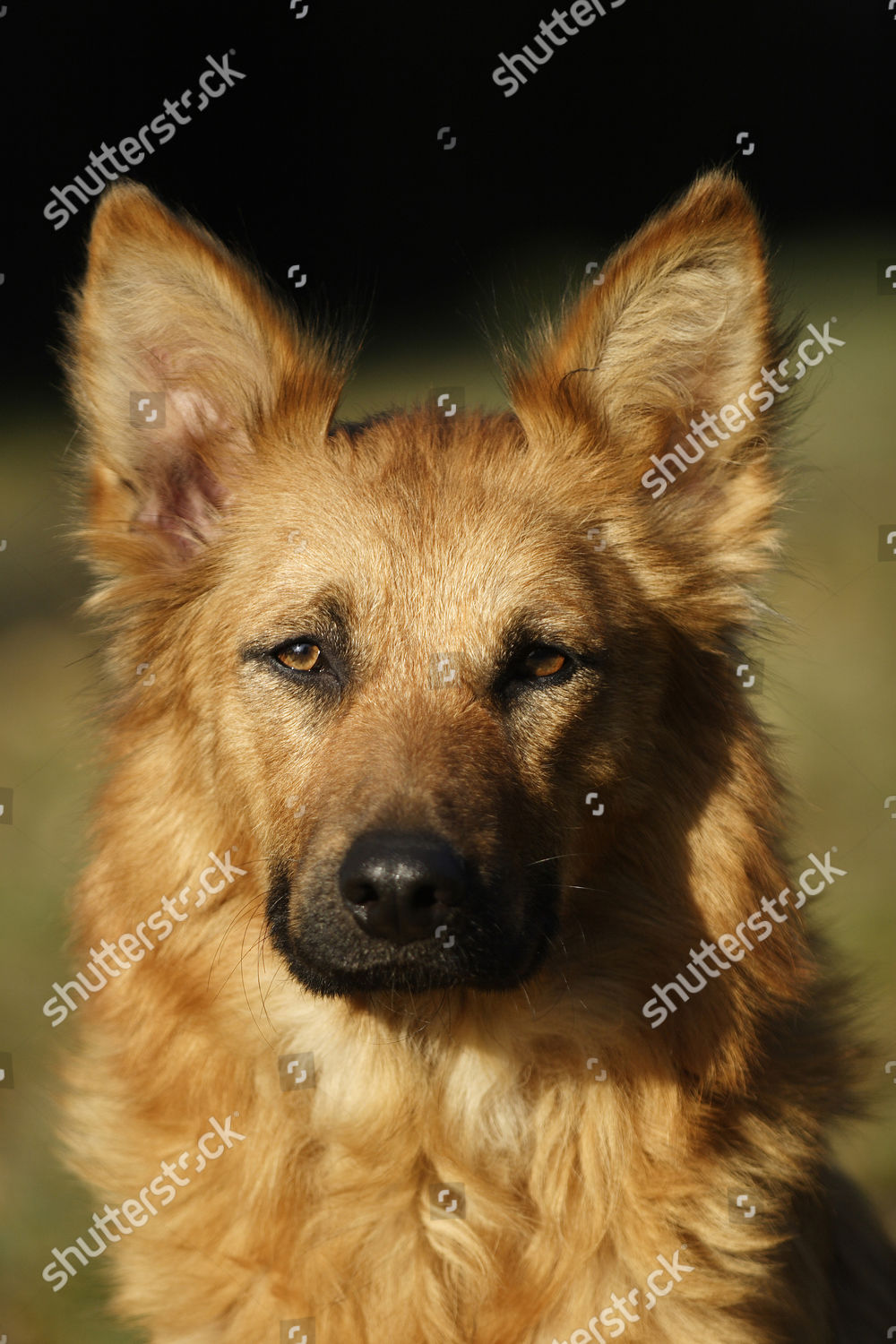 Dog Dog Breed Harzer Fuchs Editorial Stock Photo - Stock Image ...