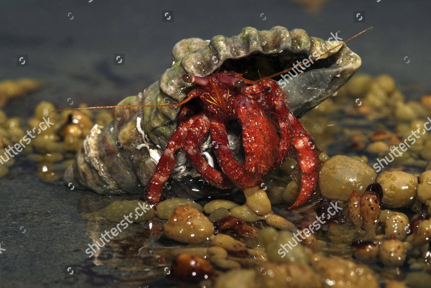 Hermit Crab Paguroidea Editorial Stock Photo - Stock Image | Shutterstock