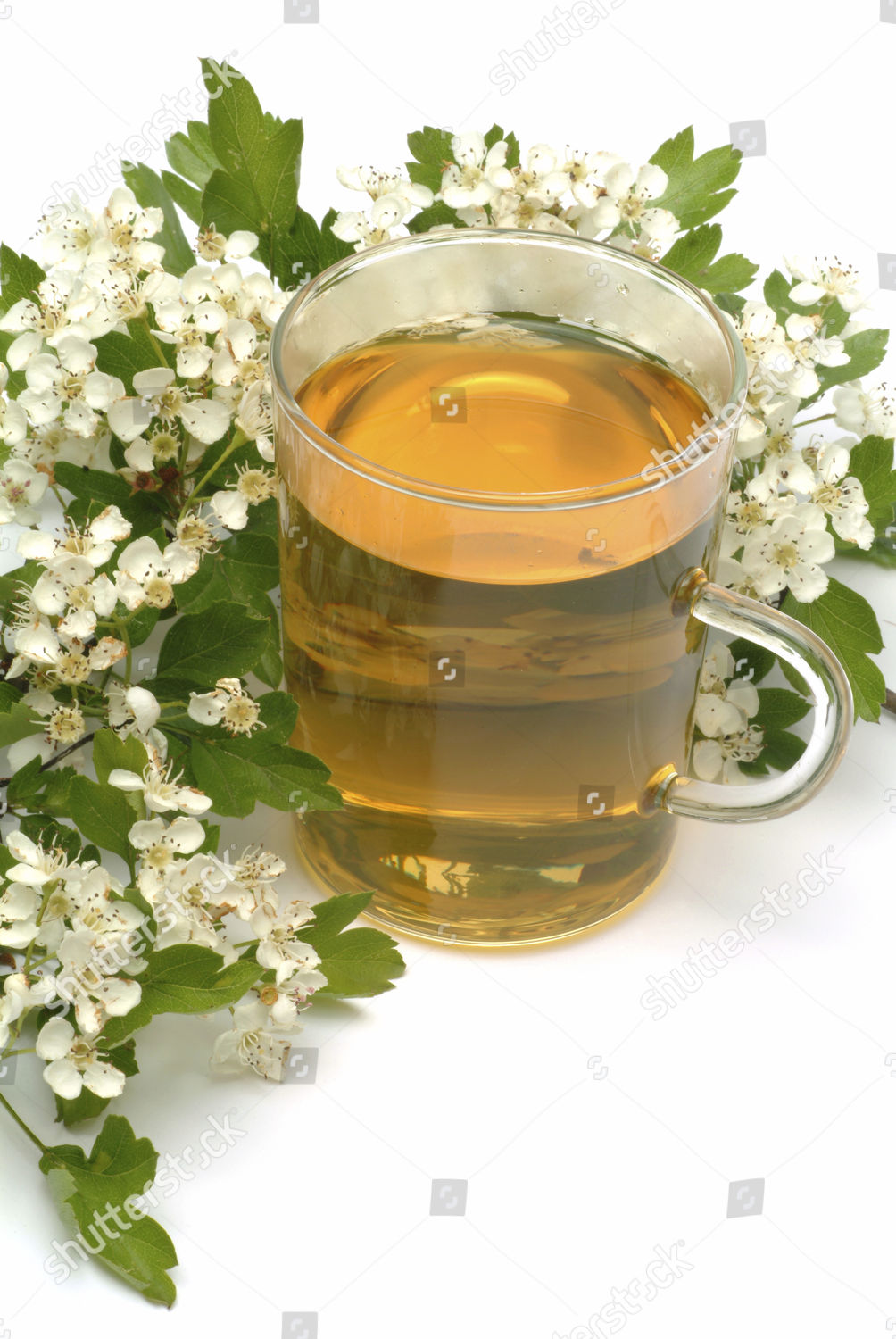 Herb Tea Made Common Hawthorn Crataegus Editorial Stock Photo - Stock ...