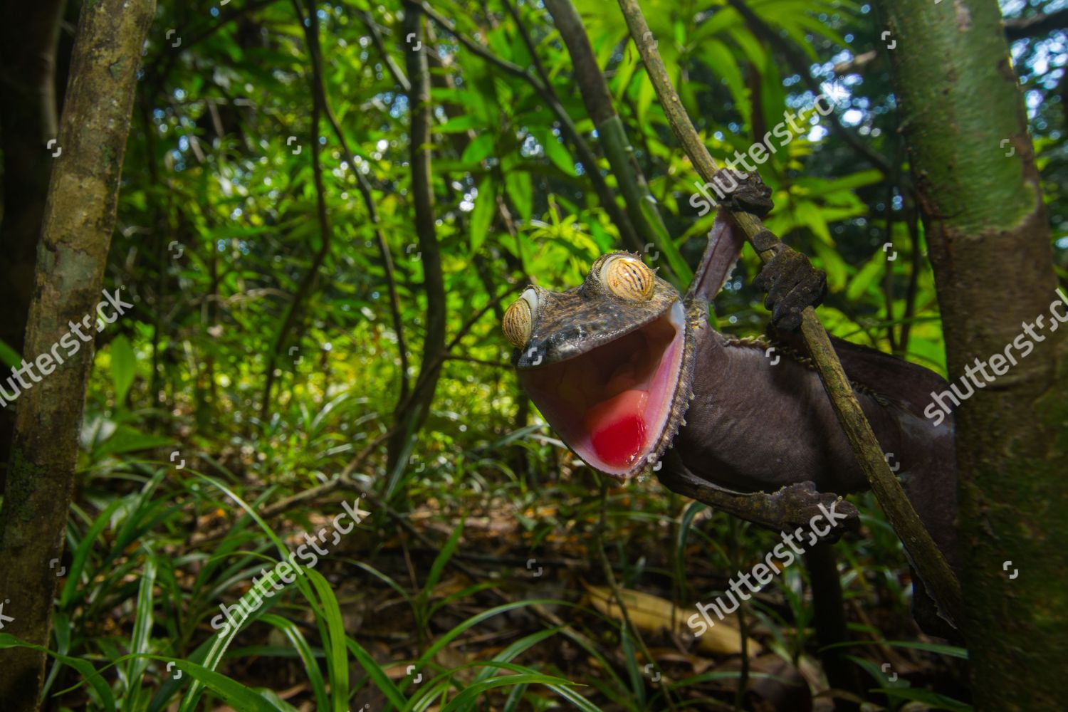Gecko Appearing Grin Editorial Stock Photo - Stock Image | Shutterstock