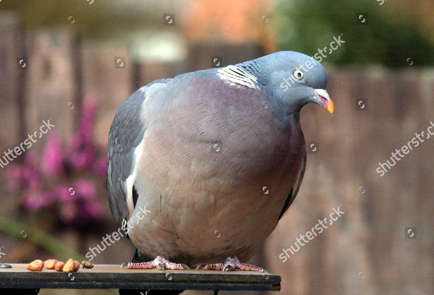 This Giant Pigeon Gorged Itself On Editorial Stock Photo - Stock Image ...