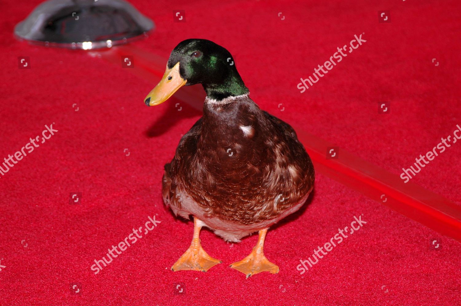 Gary Duck Editorial Stock Photo - Stock Image | Shutterstock