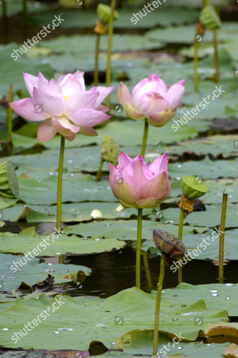 Lotusflower Nelumbo Nucifera Thailand Editorial Stock Photo - Stock ...