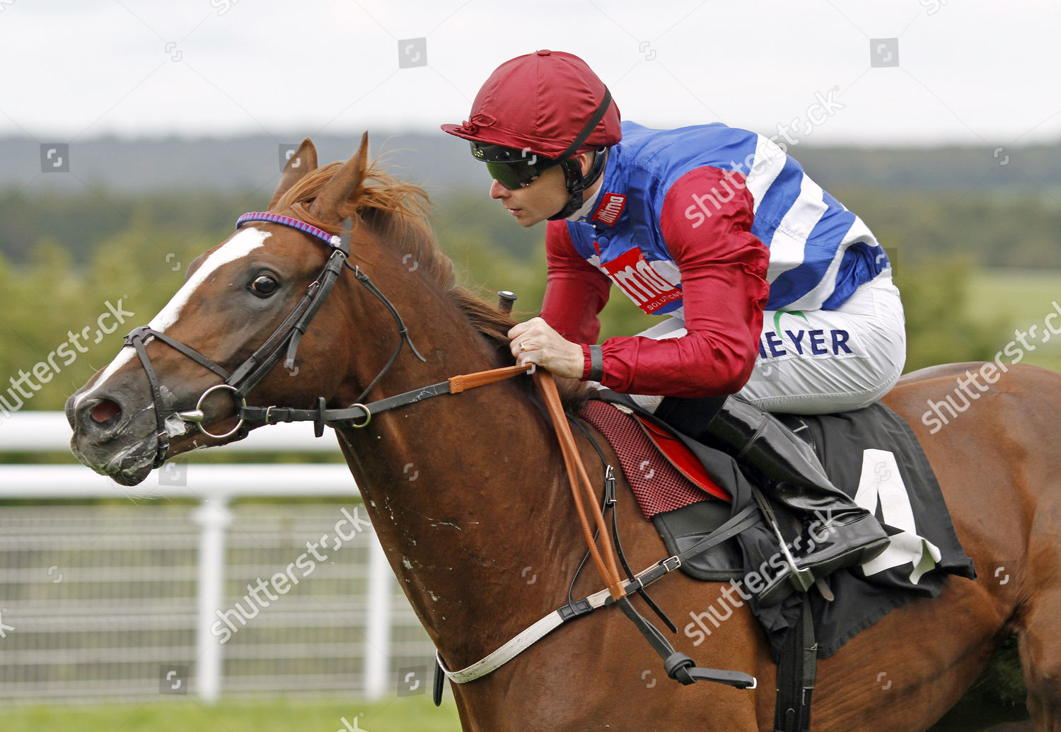 Inn Bull Fergus Sweeney Wins British Editorial Stock Photo - Stock Image | Shutterstock