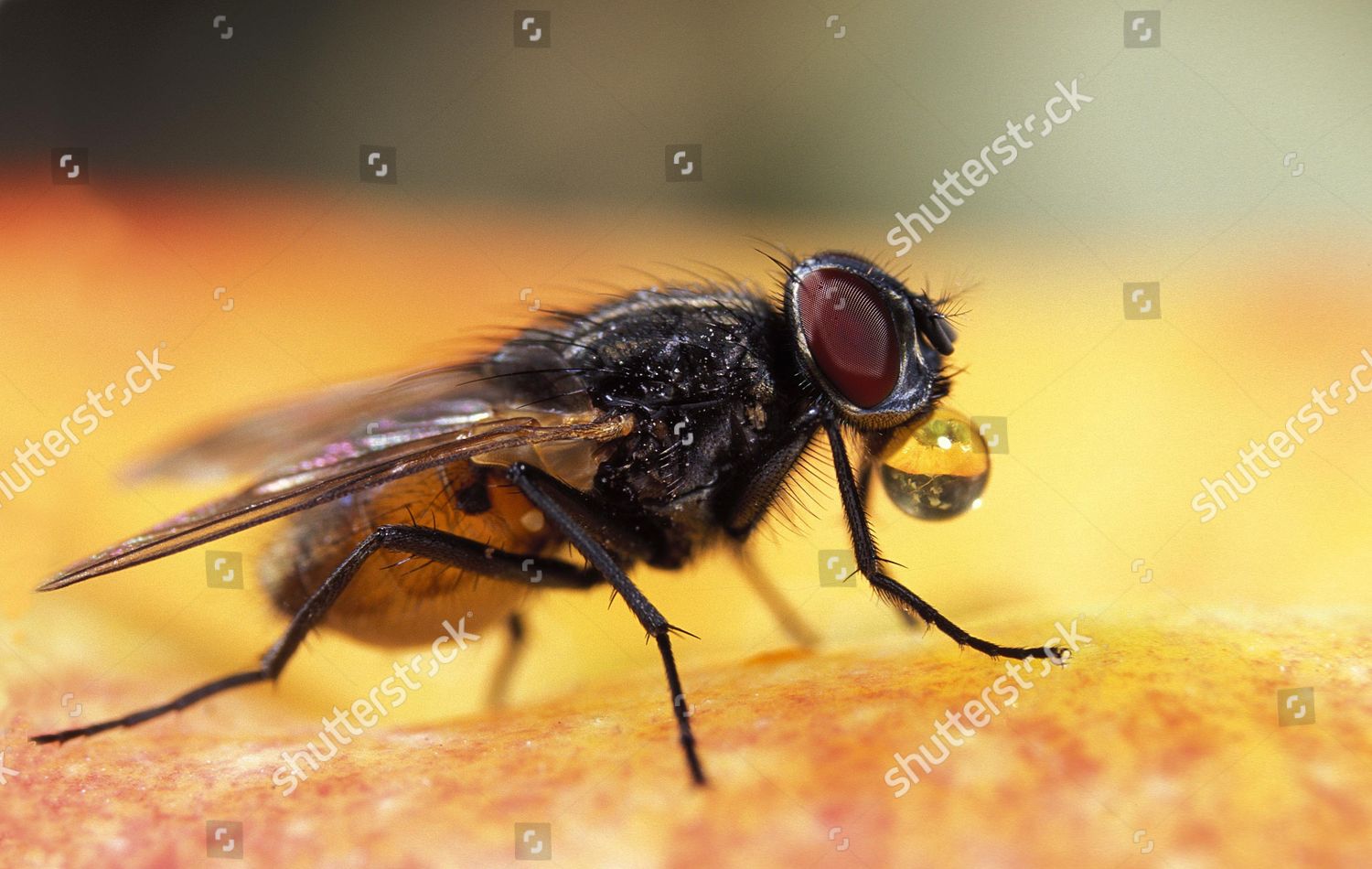 Fly On Human Skin Editorial Stock Photo - Stock Image | Shutterstock