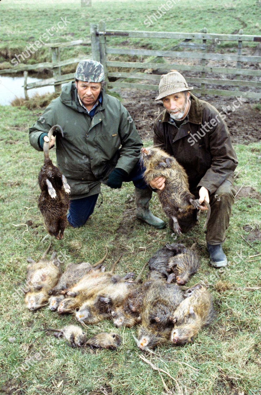 Coypu Trapping During Coypu Rodent Epidemic Editorial Stock Photo ...