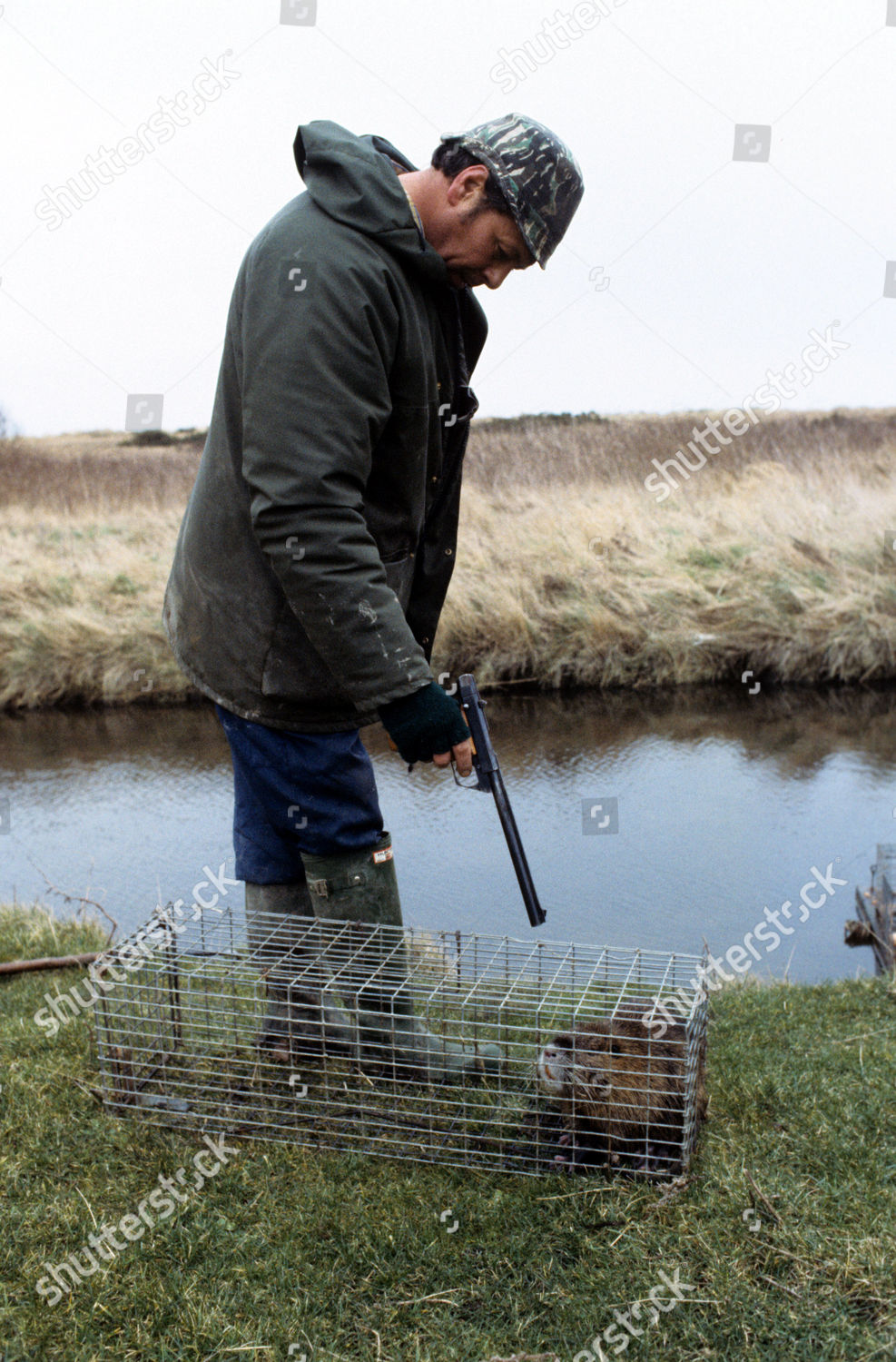 Coypu Trapping During Coypu Rodent Epidemic Editorial Stock Photo ...