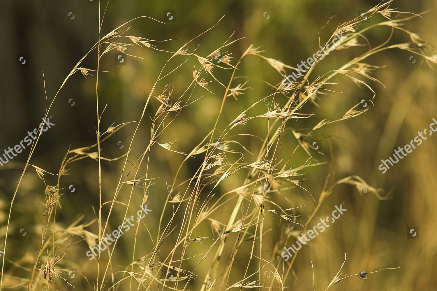 Kangaroo Grass Themeda Triandra Seeding Seeds Editorial Stock Photo ...
