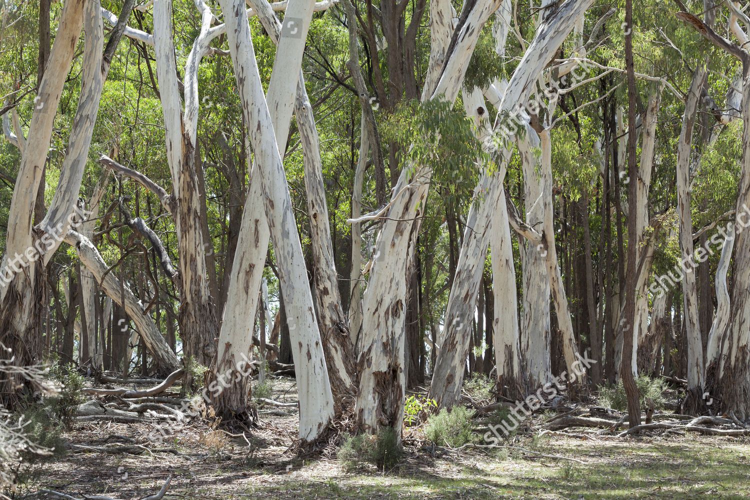 Open Forest Snowgum Silvertop Stringybark Eucalyptus Editorial Stock ...
