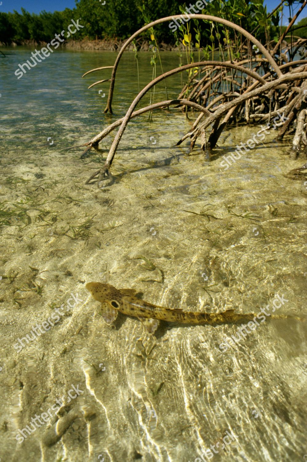 Epaulette Shark Hemiscyllium Ocellatum Mangrove Area Editorial Stock ...