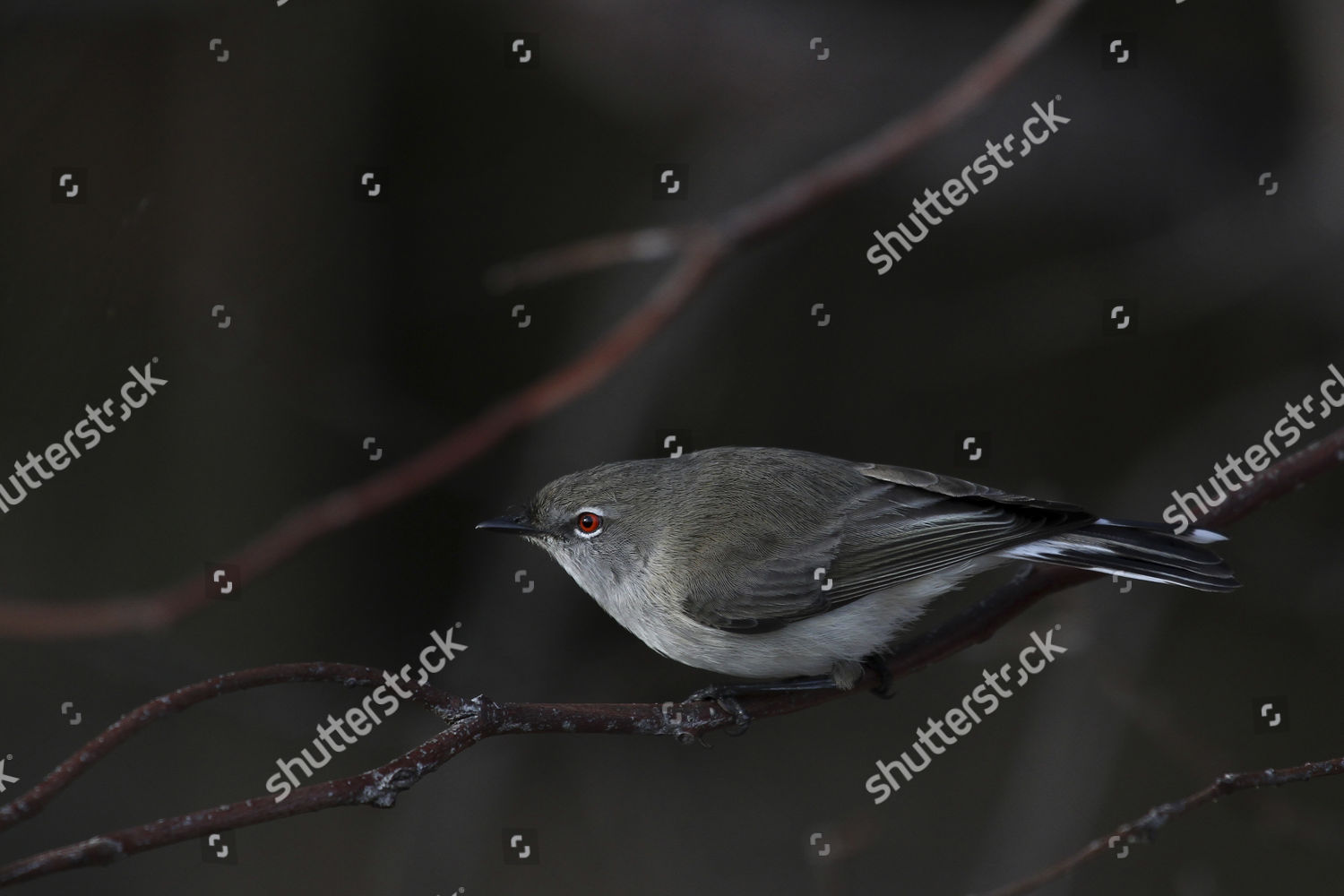 Western Gerygone Gerygone Fusca Myalup Western Editorial Stock Photo ...