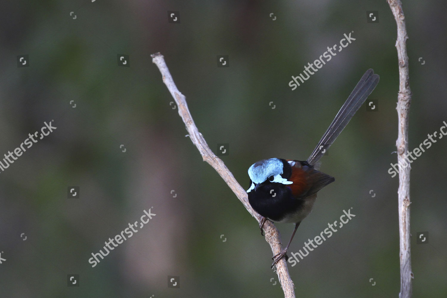 Redwinged Fairywren Malurus Elegans Male Wellington Editorial Stock ...