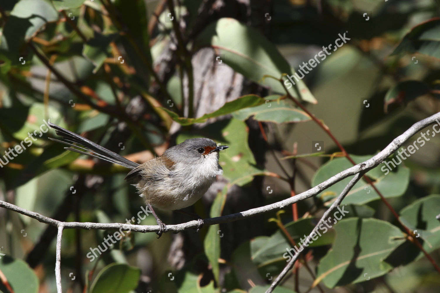 Redwinged Fairywren Malurus Elegans Female Wellington Editorial Stock ...
