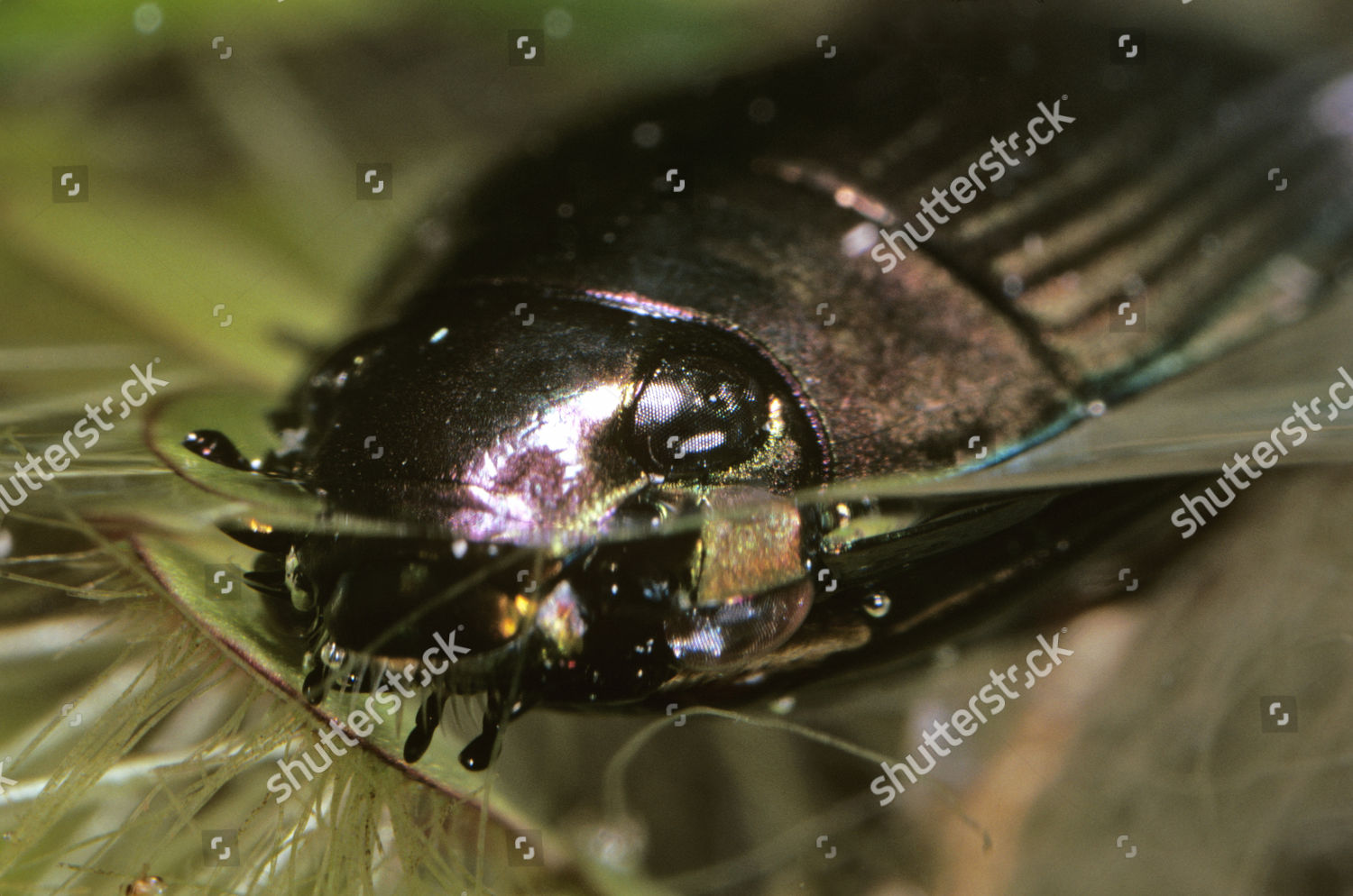 Common Whirligig Beetle Gyrinus Convexiusculus Freshwater Editorial ...