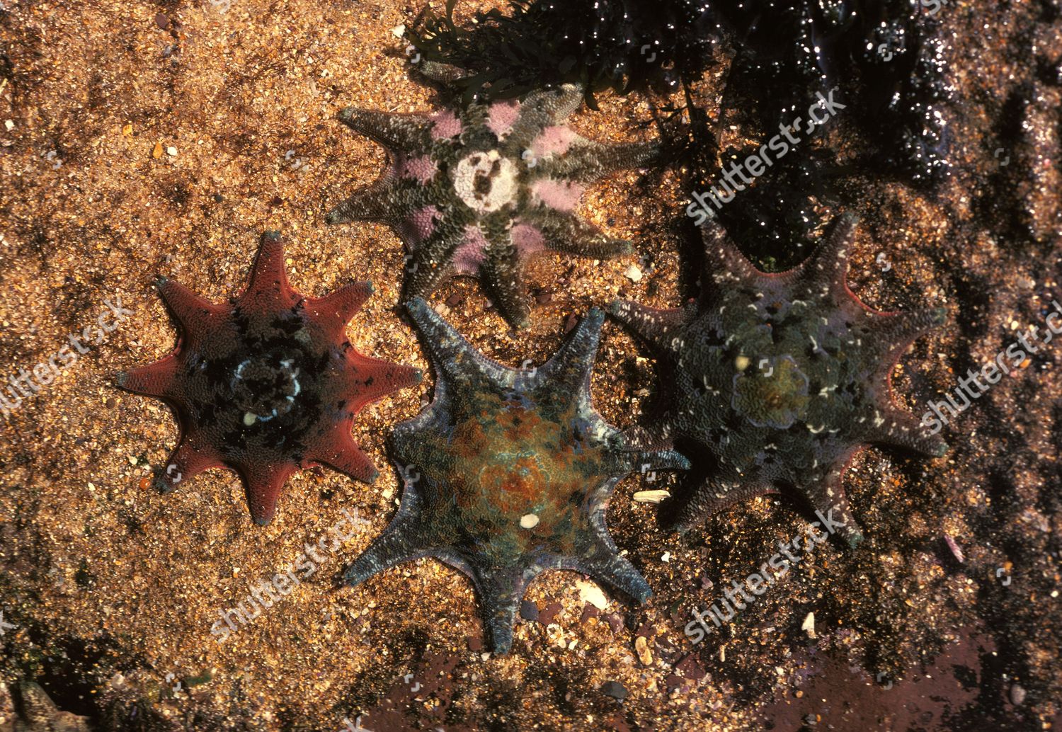 Carpet Sea Stars Patiriella Calcar Vivaparous Editorial Stock Photo ...