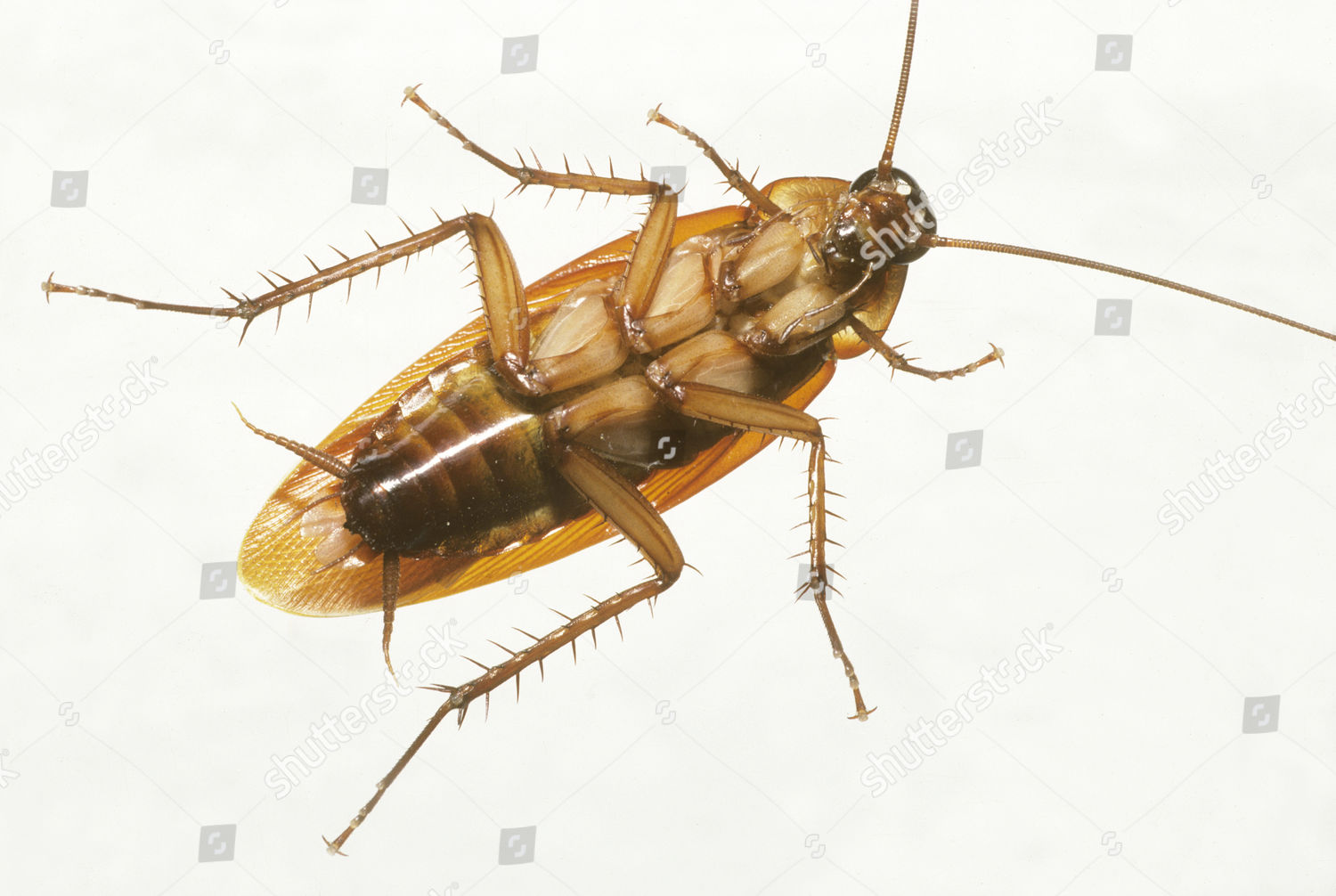 American Cockroach Periplaneta Americana Ventral View Editorial Stock ...