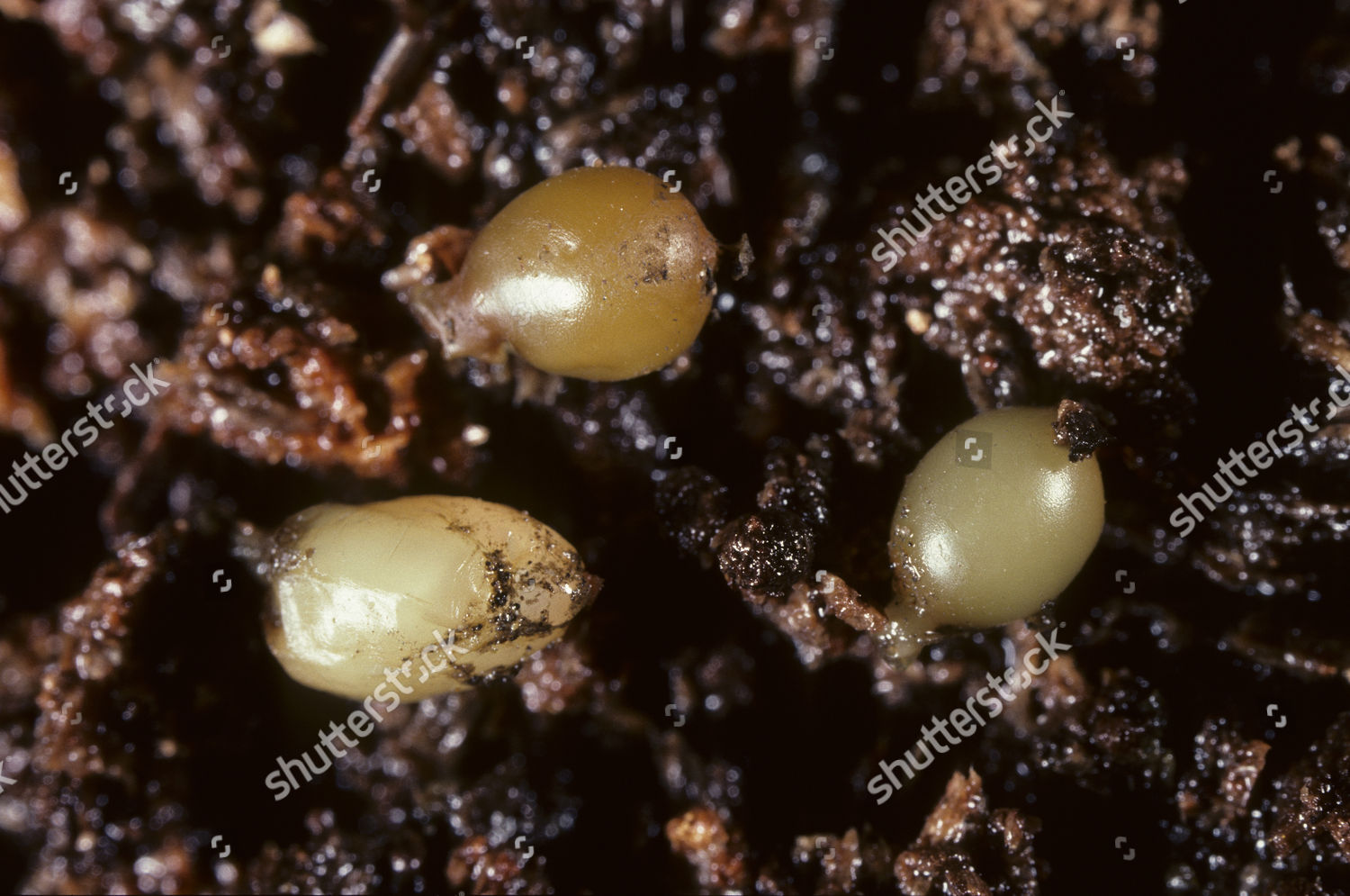 Earthworm Cocoons Eggs Australia Editorial Stock Photo - Stock Image ...