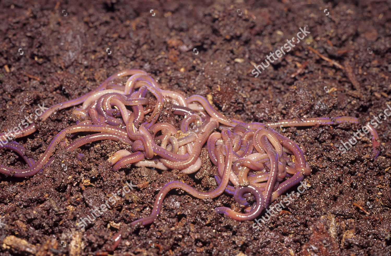 African Night Crawlers Eudrilus Eugeniae Tropical Editorial Stock Photo ...