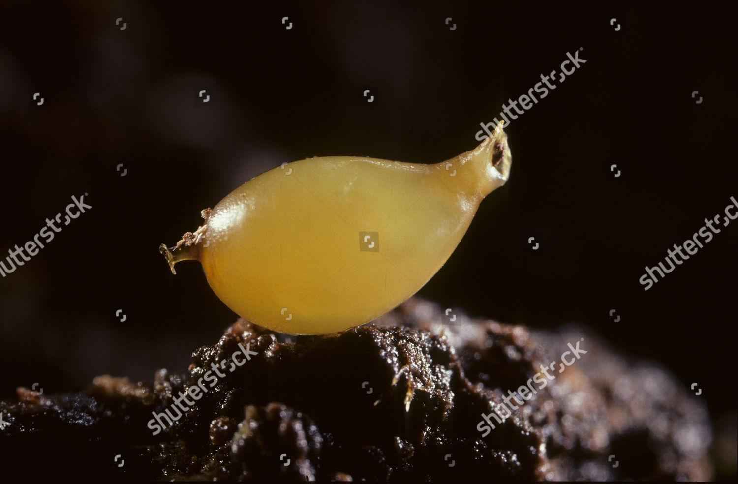 Earthworm Cocoon Egg Australia Editorial Stock Photo - Stock Image ...
