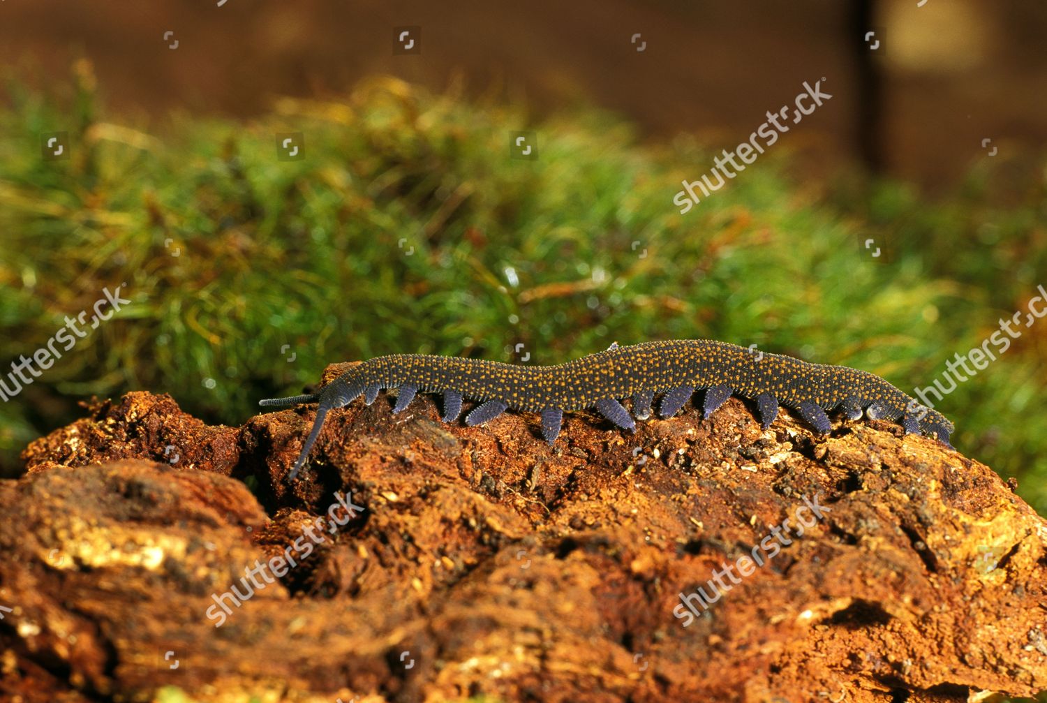 Peripatus Velvet Worm Phylum Onychophora Inhabits Editorial Stock Photo ...