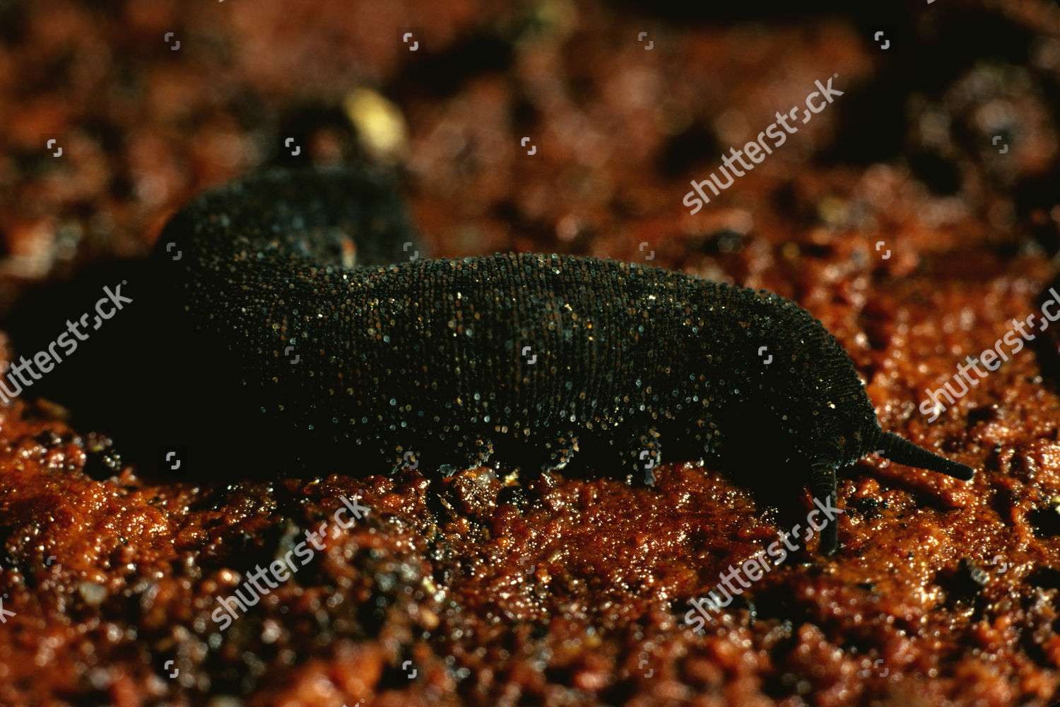Peripatus Velvet Worm Phylum Onychophora Inhabits Editorial Stock Photo ...
