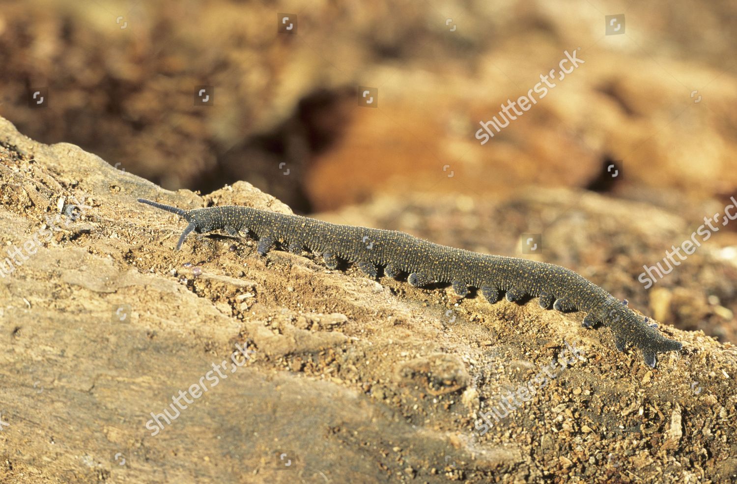 Peripatus Velvet Worm Phylum Onychophora Inhabits Editorial Stock Photo ...