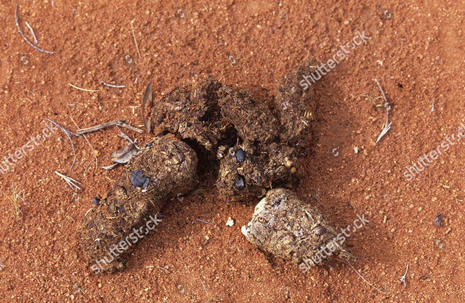 Emu Dromaius Novaehollandiae Scat Gibson Desert Editorial Stock Photo ...