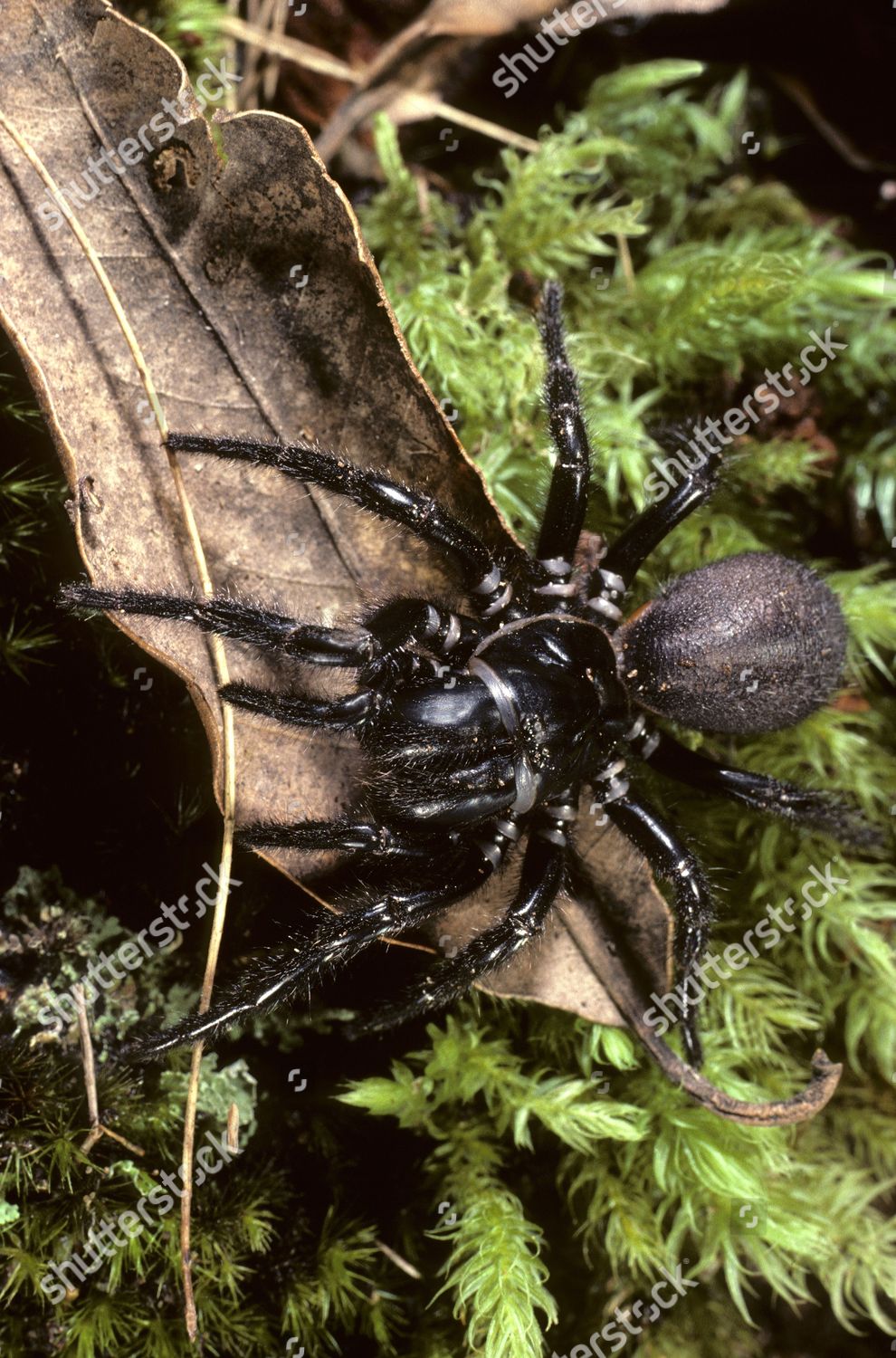 Blue Mountains Funnelweb Spider Hadronyche Versuta Editorial Stock ...